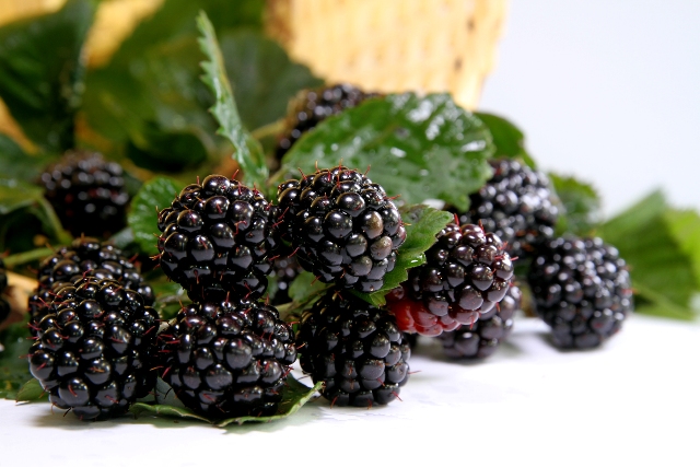 Novas variedades de amora são mais produtivas - Jornal da Fruta